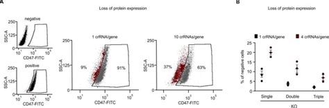 Multiplexed Genome Engineering By Cas12a And Crispr Arrays Encoded On Single Transcripts