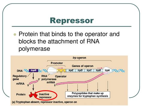 Control Of Gene Expression Ppt Download
