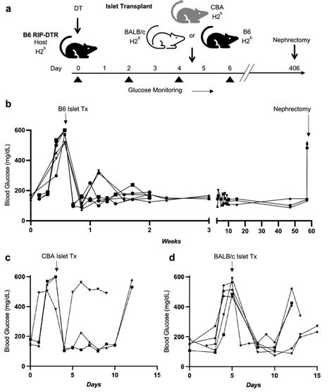 Islet Transplantation In Diabetic B6 Rip Dtr Mice A Schematic Of