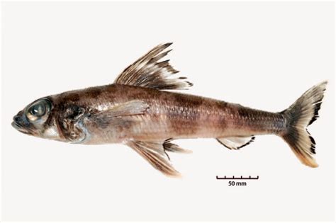 Paraulopus Balteatus