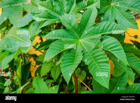 green leaf of a exotic plant of round shape pattern nature background