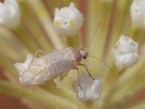 Miridae Pseudopsallus Stitti Bugguidenet
