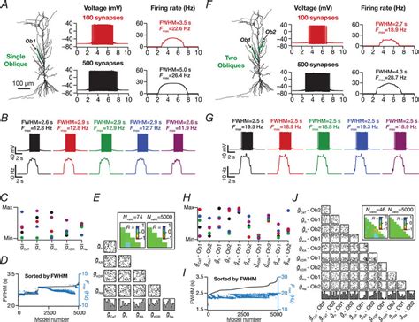Place Field Synapses Clustered On One Or Two Obliques Yielded Weak