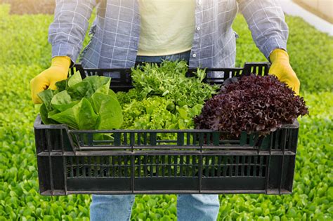 새로운 수확의 개념 농부의 손은 녹색 양상추의 수확상자를 잡고 종의 다양한 클로즈업 0명에 대한 스톡 사진 및 기타 이미지 0명 농업 농장 Istock