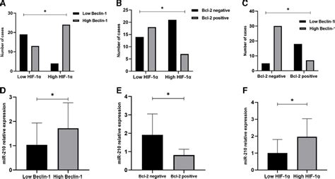 Beclin 1 And Bcl 2 Expression In Relation To Hypoxia Related Markers Download Scientific