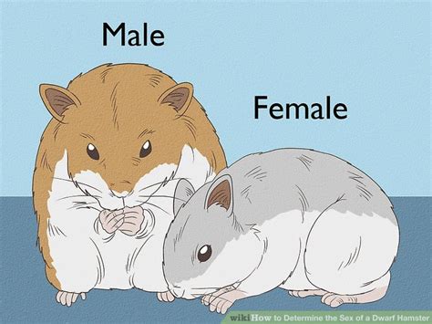 How To Determine The Sex Of A Dwarf Hamster Steps