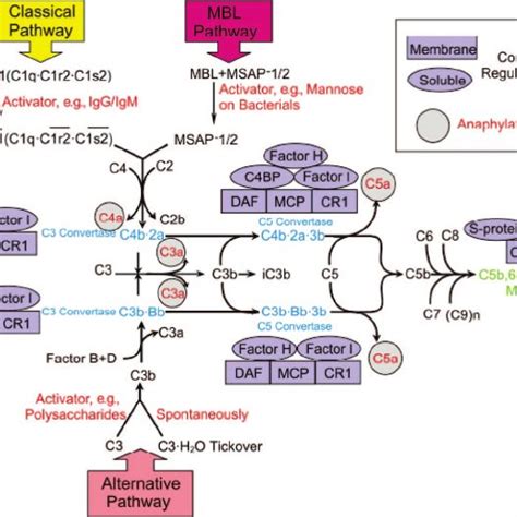 Three Complement Activation Cascades Abbreviations C1 INH C1