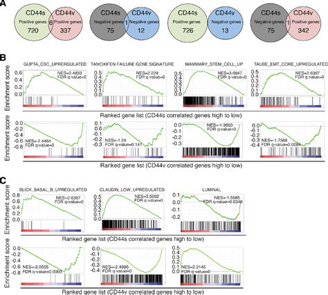 Figure 1 From Cd44 Splice Isoform Switching Determines Breast Cancer Stem Cell State Semantic