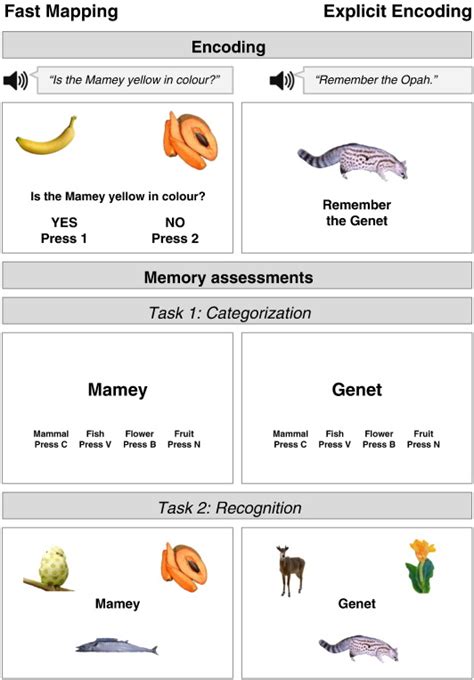 Illustration Of Fm And Ee Tasks During Encoding For Both Conditions Download Scientific