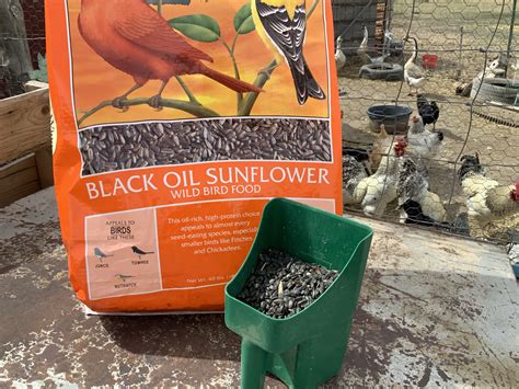 When To Plant Black Oil Sunflower Seeds