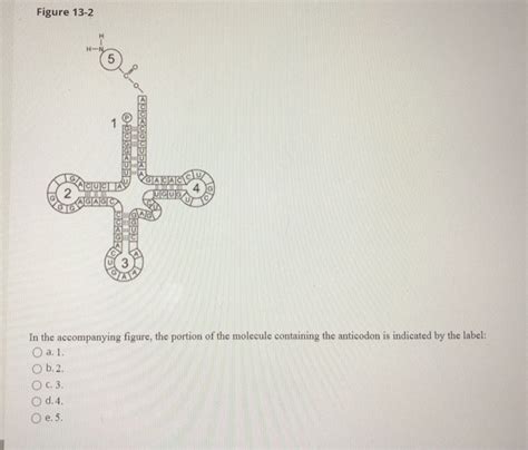 What Molecule Contains An Anti Codon Fasrstate