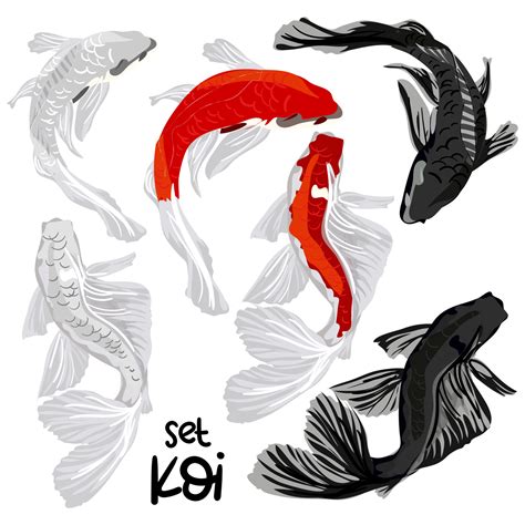 A Set Of Orange White And Black Koi Fish In Different Poses On A White