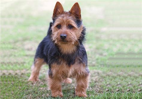 Browse All Breeds