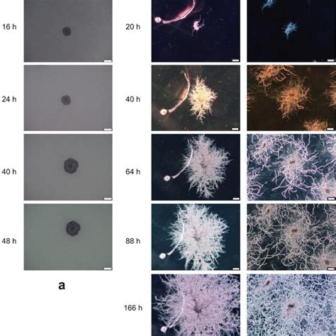 Phase Field Approach For A Multi Species System Download Scientific Diagram