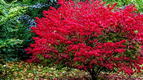 When To Prune Burning Bush Plants Gxqee