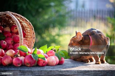 바구니에 사과의 다르자베스트와 매우 아름다운 심비시니아 고양이 고양이가 사과를 본다 텍스트 공간 가을에 대한 스톡 사진 및 기타 이미지 Istock