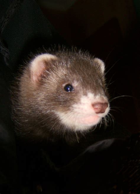 Семейка Адамс… — Сообщество «Зверьё Моё на Drive2