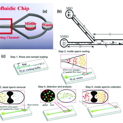 Different Microfluidic Devices For Motile Sperm Sorting A Is Adapted Download Scientific