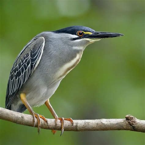 51 Types Of Heron Species Herons Diversity With Pictures