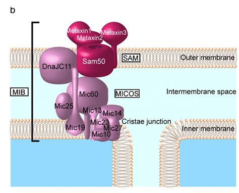 Dual Role Of Miro Protein Clusters In Mitochondrial Cristae