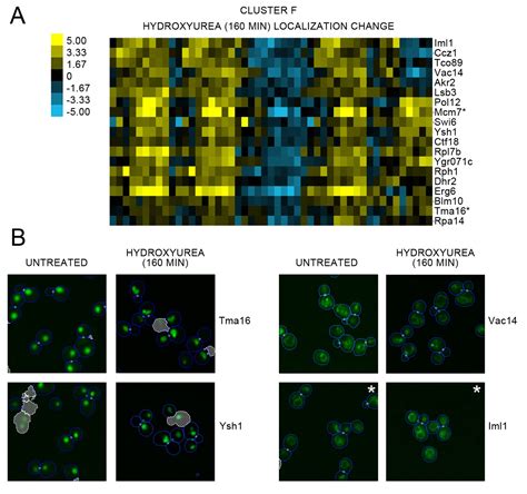 Figures And Data In Integrating Images From Multiple Microscopy Screens Reveals Diverse Patterns