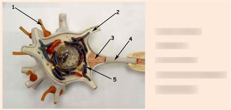 Anatomy Neuron Model Diagram Quizlet