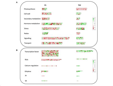 Mapman Analysis Of Tomato Transcriptomic Profiles Imposed By T