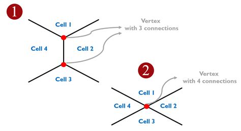Cells Use Mechanical Principles To Integrate Within Existing Tissues New Study Shows Niels