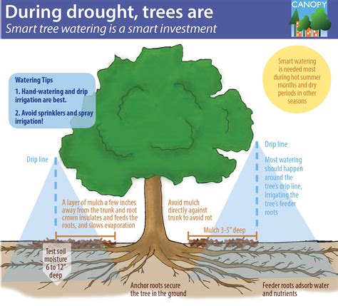 Canopy Trees Diagram