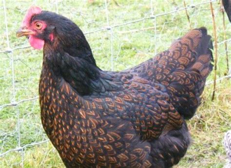 Barnevelder Chicken Breed A Comprehensive Guide Thank Chickens