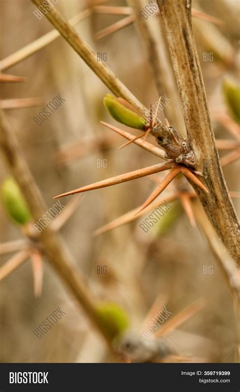 Thorns On Stems Plants Image Photo Free Trial Bigstock