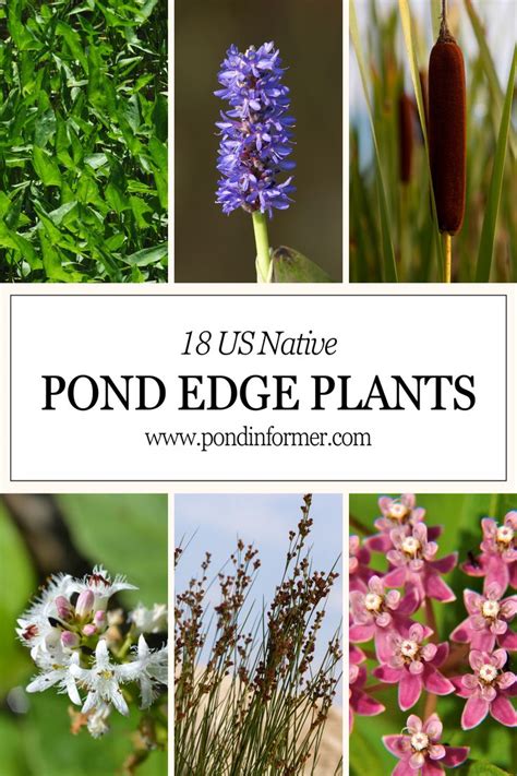 18 Us Native Pond Edge Plants Plants For Pond Edge
