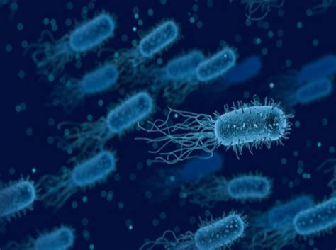 Real Microbiome Analysis Of Fecal Samples Real Laboratory