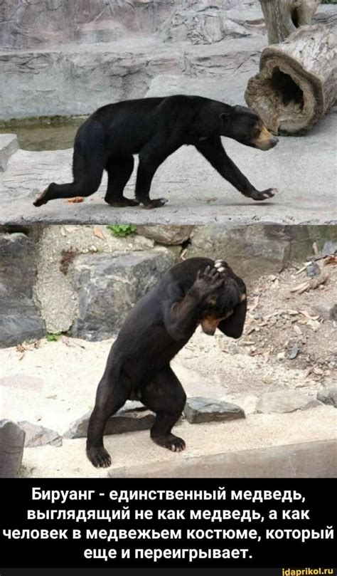 Бируанг единственный медведь выглядящий не как медведь а как человек в медвежьем костюме