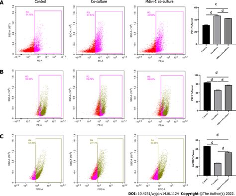 Regulation Of Cd8 T Cell Function By Mdivi 1 A C Activated Cd8 T Download Scientific