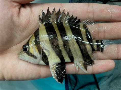 It Four Bar Datnoid Datnioides Microlepis The Waterfront Slc