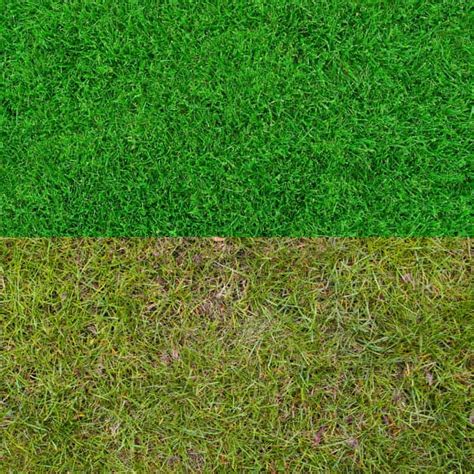 تکسچر چمن دانلود رایگان متریال چمن و زمین با پوشش گیاهان