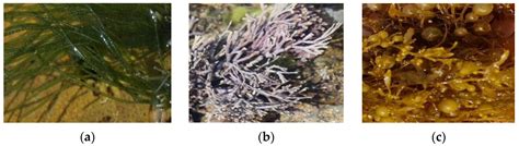 Dermo Cosmetic Benefits Of Marine Macroalgae Derived Phenolic Compounds