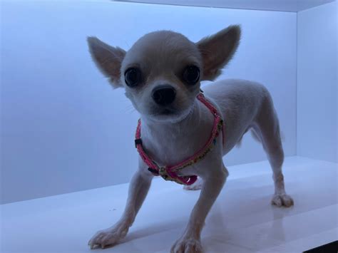 단모치와와 금별 사모예드책임분양 스피츠책임분양 시바견책임분양 시베리안허스키책임분양 시츄책임분양 요크셔테리어책임분양 웰시코기책임분양 이탈리아그레이하운드책임분양 치와와책임분양