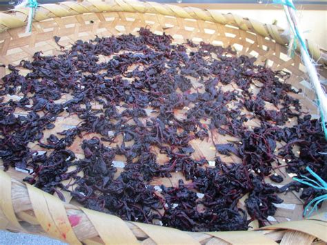 梅干しの土用干し サトジー菜園のブログ