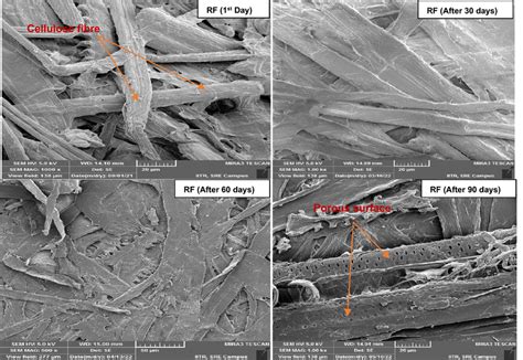 Fe Sem Image Analysis Of The Reference Pulp Sheet Download Scientific Diagram