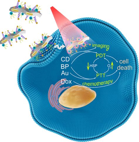 Black Phosphorus Nanosheets Grafted With Gold Nanorods And Carbon