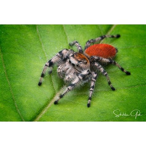 Jual Phidippus Adumbratus Jumping Spider Shopee Indonesia