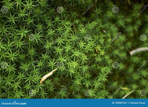 Polytrichum Juniperinum Close Up Stock Image Image Of Juniper Leaves 189687251