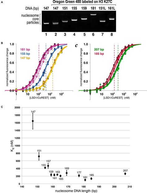 Extranucleosomal Dna Increases Nucleosome Binding Affinity Of