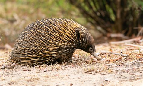 Intro To Metabarcoding Using Qiime2 Mammal Dataset Bioinformatics