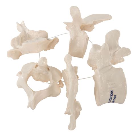 3b 5 Vertebrae Loosely Threaded On Nylon Vertebrae Skeletal System