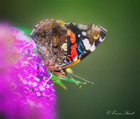 Wildlife Im Revier Admiral