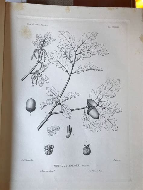 Antique Oak Acorn Print French Print Engraving 19th Century Trees Of North America Botanical