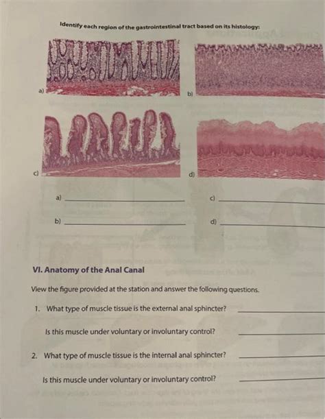 Solved Identify Each Region Of The Gastrointestinal Tract Chegg Com